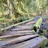 Boulder River Trail, Washington - 1,740 Reviews, Map | AllTrails