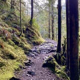 Boulder River Trail, Washington - 1,740 Reviews, Map | AllTrails