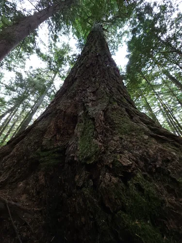 Best Hikes and Trails in Sechelt Heritage Forest Recreation Site ...