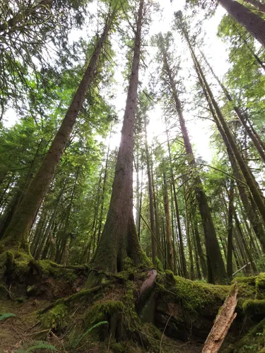 Best Hikes and Trails in Sechelt Heritage Forest Recreation Site ...