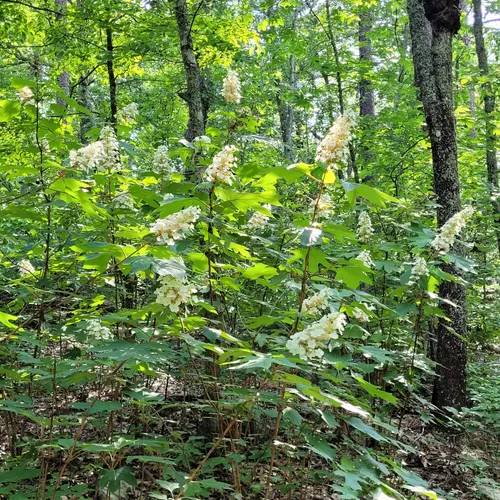 Best Moderate Trails in Coldwater Mountain Doug Ghee Nature Preserve ...