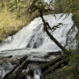 Alsea Falls and Green Peak Falls, Oregon - 1,097 Reviews, Map | AllTrails