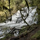 Alsea Falls and Green Peak Falls, Oregon - 1,047 Reviews, Map | AllTrails