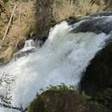Alsea Falls and Green Peak Falls, Oregon - 1,053 Reviews, Map | AllTrails