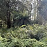 Mount Victoria Track, Victoria, Australia - 287 Reviews, Map | AllTrails