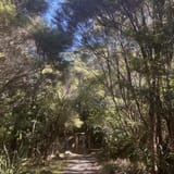 Waitangi to Haruru Falls Walk, Northland, New Zealand - 286 Reviews ...