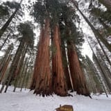 Congress Trail, California - 2,796 Reviews, Map | AllTrails