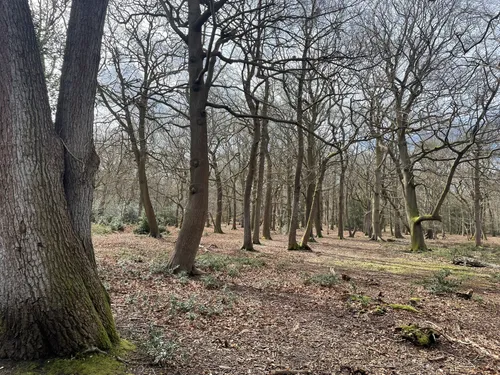 Best Forest Trails in Burnham Beeches | AllTrails
