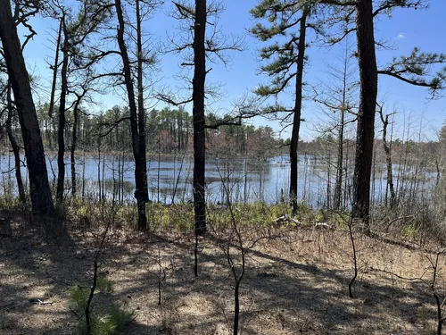 Best Camping Trails in Wharton State Forest | AllTrails