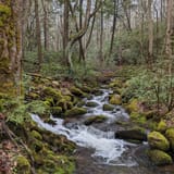 Mouse Creek Falls via Big Creek Trail, Tennessee - 2,646 Reviews, Map ...