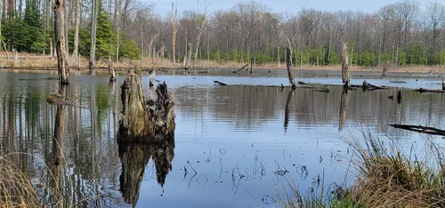 Best Forest Trails in North Point State Park | AllTrails