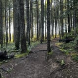 Ammonite Falls Regional Trail, British Columbia, Canada - 1,492 Reviews, Map | AllTrails