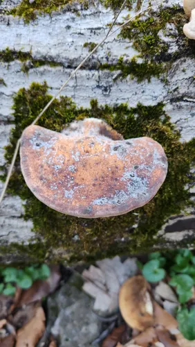 Best Hikes and Trails in Stanberry Park | AllTrails