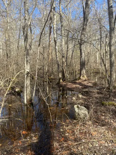 Best Hikes and Trails in Simmons Mill Pond Management area | AllTrails