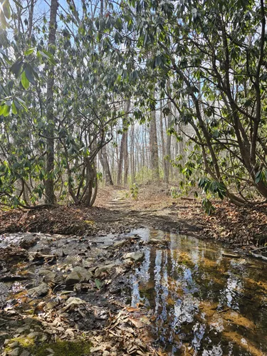 Best Hikes and Trails in Crystal Springs Recreation Area | AllTrails