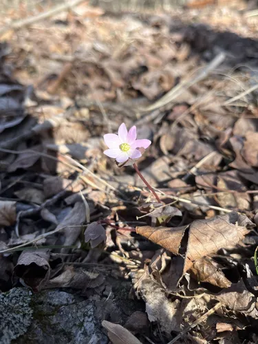 Best Hikes and Trails in Johnsonburg Swamp Preserve | AllTrails