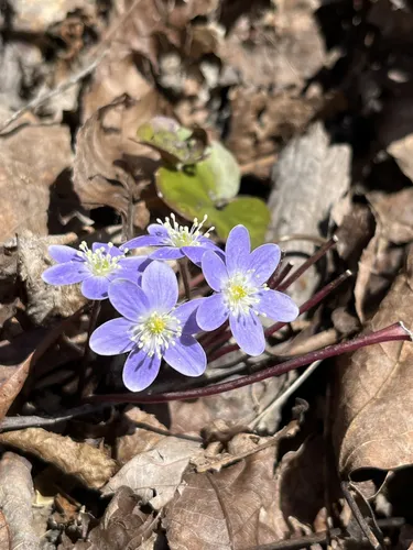 Best Hikes and Trails in Johnsonburg Swamp Preserve | AllTrails