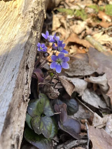 Best Hikes and Trails in Johnsonburg Swamp Preserve | AllTrails