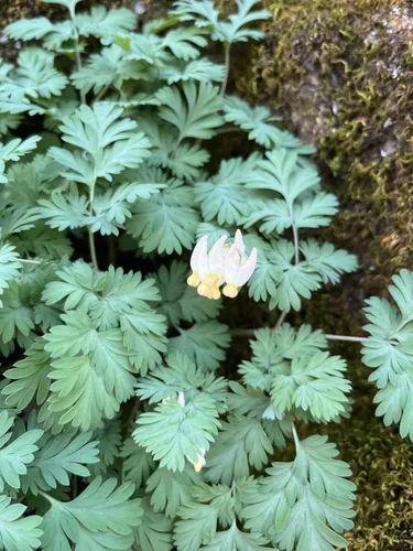 Best Hikes and Trails in Johnsonburg Swamp Preserve | AllTrails