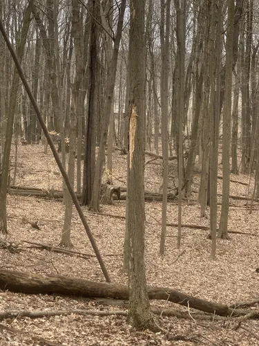 Best Forest Trails in Alto | AllTrails