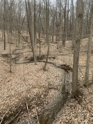 Best Forest Trails in Alto | AllTrails