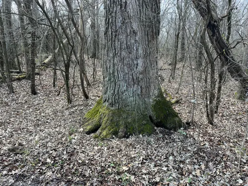 10 Best Hikes and Trails in Tinley Creek Forest Preserve | AllTrails