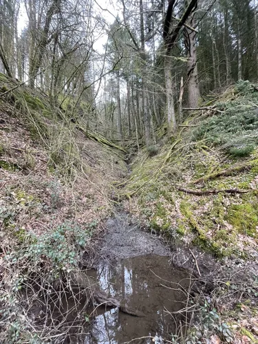 Best Hikes and Trails in Crychan Forest | AllTrails