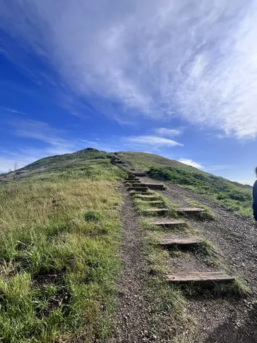 Best Bird Watching Trails in Mount Sutro Open Space Reserve | AllTrails