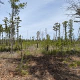 Batsto Lake Trail, New Jersey - 1,583 Reviews, Map | AllTrails