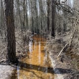 Batsto Lake Trail, New Jersey - 1,583 Reviews, Map | AllTrails