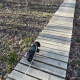 Bacon Ridge Trail: Phase 3, Maryland - 2,308 Reviews, Map | AllTrails