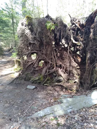 Best River Trails in Neversink River Unique Area | AllTrails