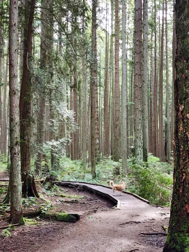 Best Historic Site Trails in Pacific Spirit Regional Park | AllTrails