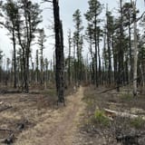 Batsto Lake Trail, New Jersey - 1,656 Reviews, Map | AllTrails