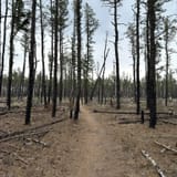 Batsto Lake Trail, New Jersey - 1,583 Reviews, Map | AllTrails