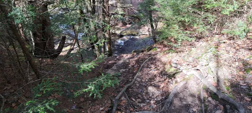 Best Easy Trails in Tioga State Forest | AllTrails