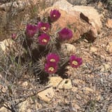 Hawes Trail System Loop, Arizona - 1,046 Reviews, Map | AllTrails