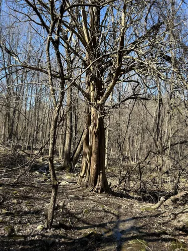 Best Hikes and Trails in Crane Swamp Conservation Area | AllTrails