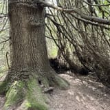 Madison Falls Trail, Washington - 1,632 Reviews, Map | AllTrails