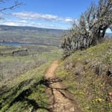 Tom McCall Point Trail, Oregon - 1,525 Reviews, Map | AllTrails