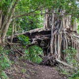 Makiki Valley Loop, Oahu, Hawaii - 5,653 Reviews, Map | AllTrails