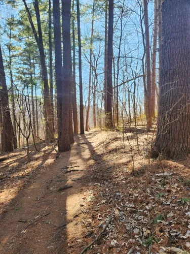 Best Moderate Trails in Hixon Forest | AllTrails