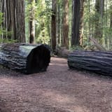 Stout Memorial Grove Trail, California - 2,400 Reviews, Map | AllTrails
