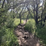 Gorman Falls Trail, Texas - 1,113 Reviews, Map | AllTrails