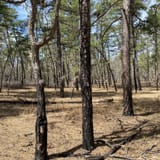 Batsto Lake Trail, New Jersey - 1,583 Reviews, Map | AllTrails