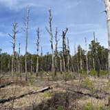 Batsto Lake Trail, New Jersey - 1,583 Reviews, Map | AllTrails