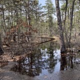 Batsto Lake Trail, New Jersey - 1,583 Reviews, Map | AllTrails