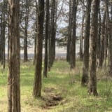 Parallel Forest Trail, Oklahoma - 408 Reviews, Map | AllTrails