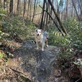 Coleman River Trail, Georgia - 138 Reviews, Map | AllTrails