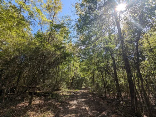 Best Hikes and Trails in Wolf River Preserve | AllTrails